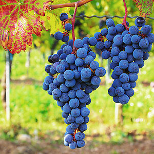 Mars Grape Vines For Sale | The Tree Center