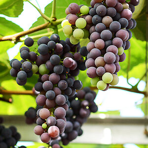 Mars Grape Vines For Sale | The Tree Center