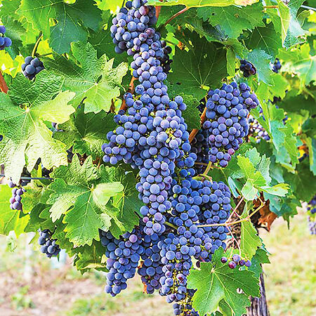 Mars Grape Vines For Sale | The Tree Center
