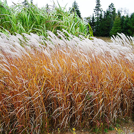 Flame Grass For Sale | The Tree Center