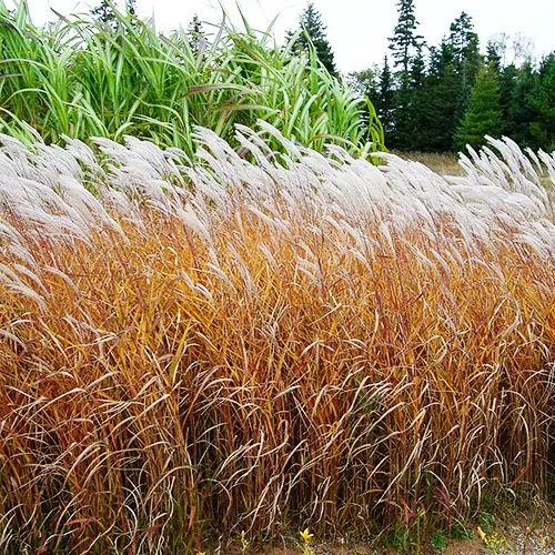 Flame Grass For Sale | The Tree Center