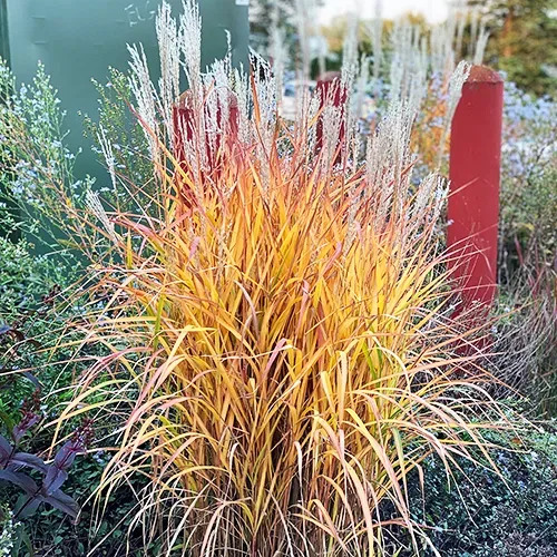 Flame Grass For Sale | The Tree Center