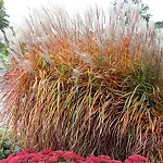 Flame Grass For Sale | The Tree Center