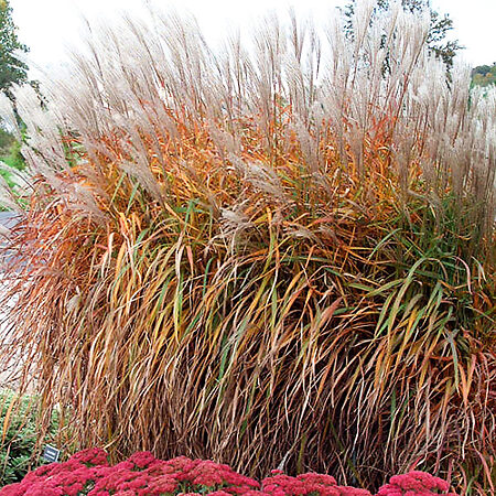 Flame Grass For Sale | The Tree Center