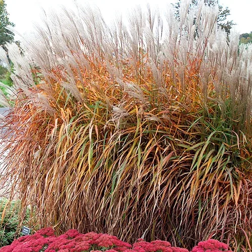 Flame Grass For Sale | The Tree Center
