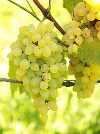 Grape Vines For Sale | Buy Grape Vines Online | The Tree Center