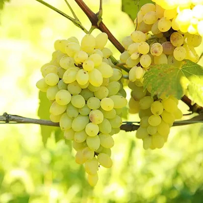 Neptune Grape Vines For Sale | The Tree Center