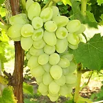 Neptune Grape Vines For Sale | The Tree Center