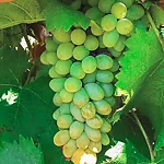 Neptune Grape Vines For Sale | The Tree Center