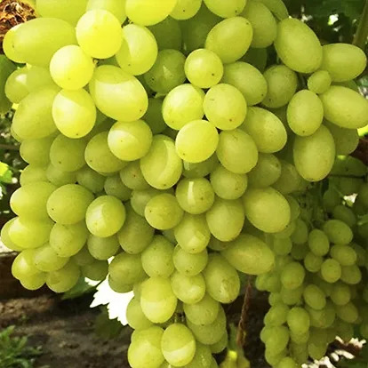 Neptune Grape Vines For Sale | The Tree Center