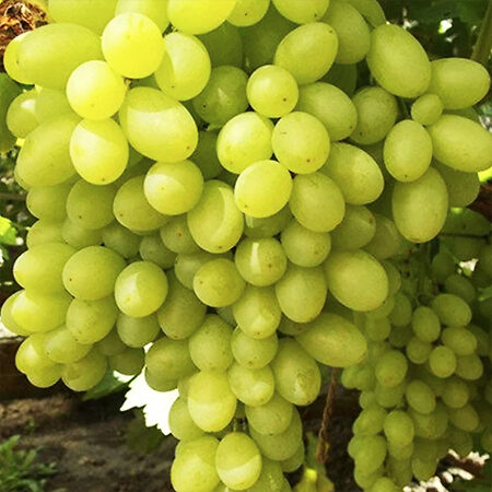 Neptune Grape Vines For Sale | The Tree Center