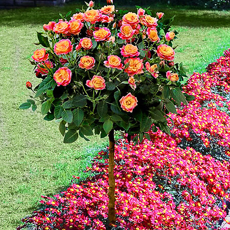 Rainbow Sunblaze® Miniature Rose - Tree Form For Sale Online | The Tree ...