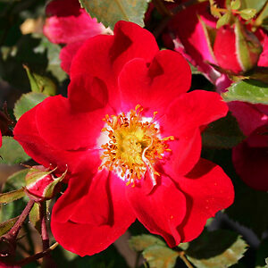 Red Meidiland® Rose For Sale Online | The Tree Center