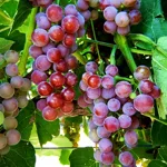 Reliance Pink Seedless Grape Vines For Sale | The Tree Center