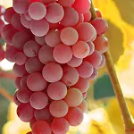 Reliance Pink Seedless Grape Vines For Sale | The Tree Center