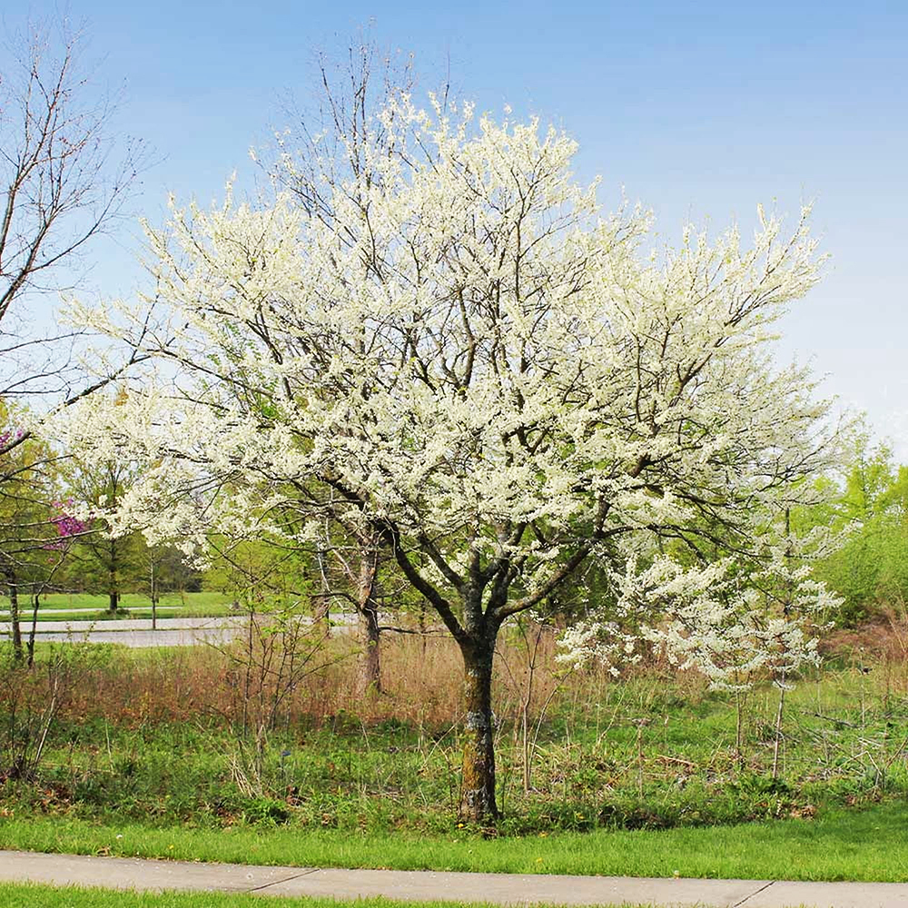 Royal White Redbud For Sale Online | The Tree Center