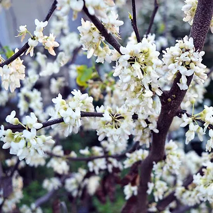 Royal White Redbud For Sale Online | The Tree Center