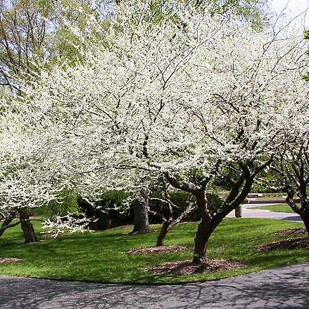 Royal White Redbud For Sale Online | The Tree Center