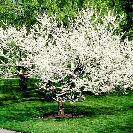 Royal White Redbud For Sale Online | The Tree Center