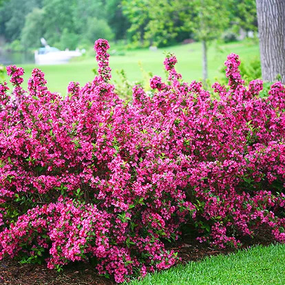 Sonic Bloom® Pink Weigela For Sale Online | The Tree Center