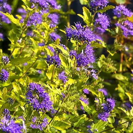 Sunshine Blue® Bluebeard For Sale Online | The Tree Center