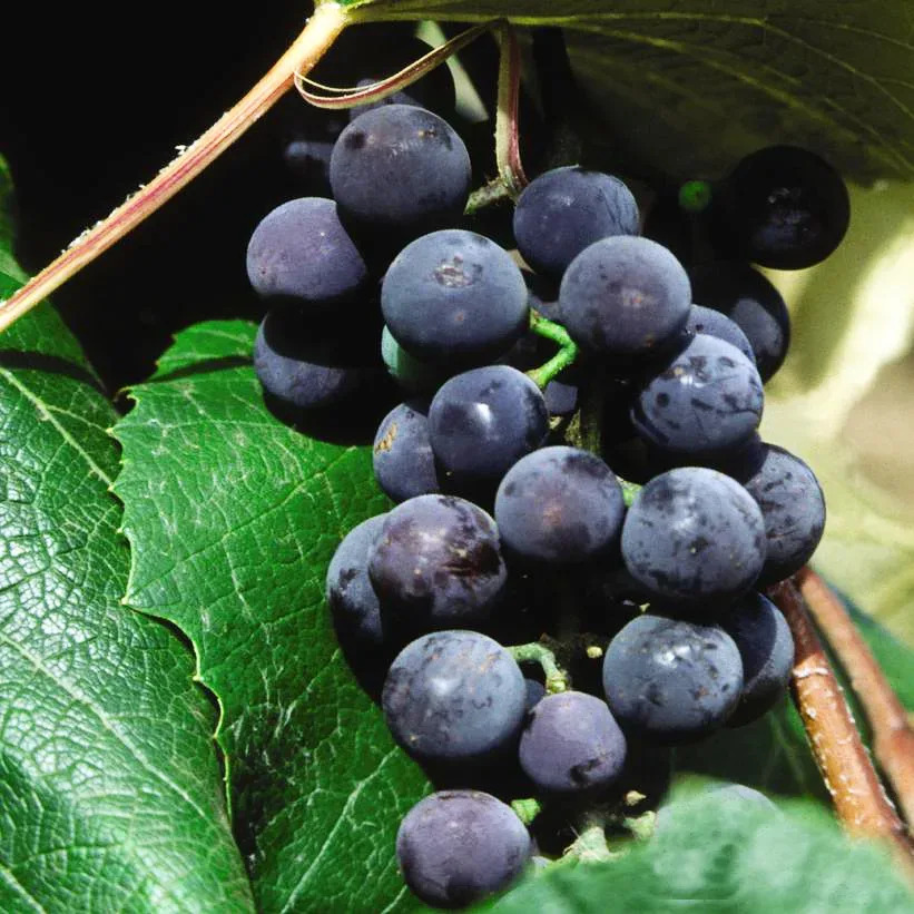 Concord Seedless Grape Vines For Sale | The Tree Center