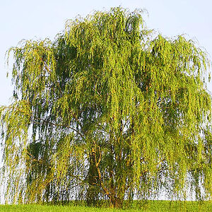 Wisconsin Weeping Willow For Sale | The Tree Center
