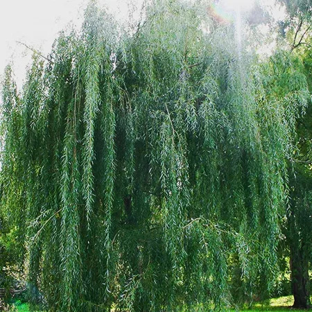 Wisconsin Weeping Willow For Sale | The Tree Center
