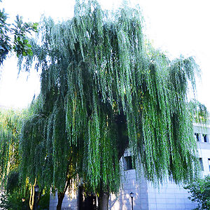 Wisconsin Weeping Willow For Sale | The Tree Center