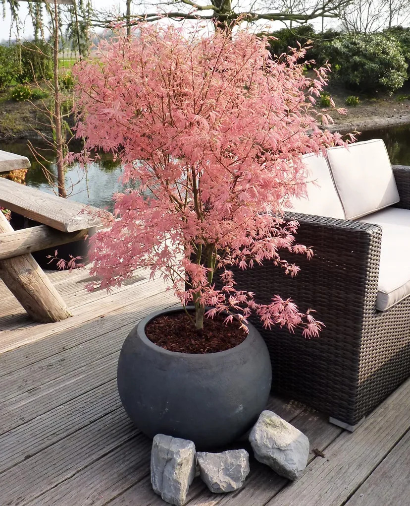 Taylor Japanese Maple For Sale Online | The Tree Center
