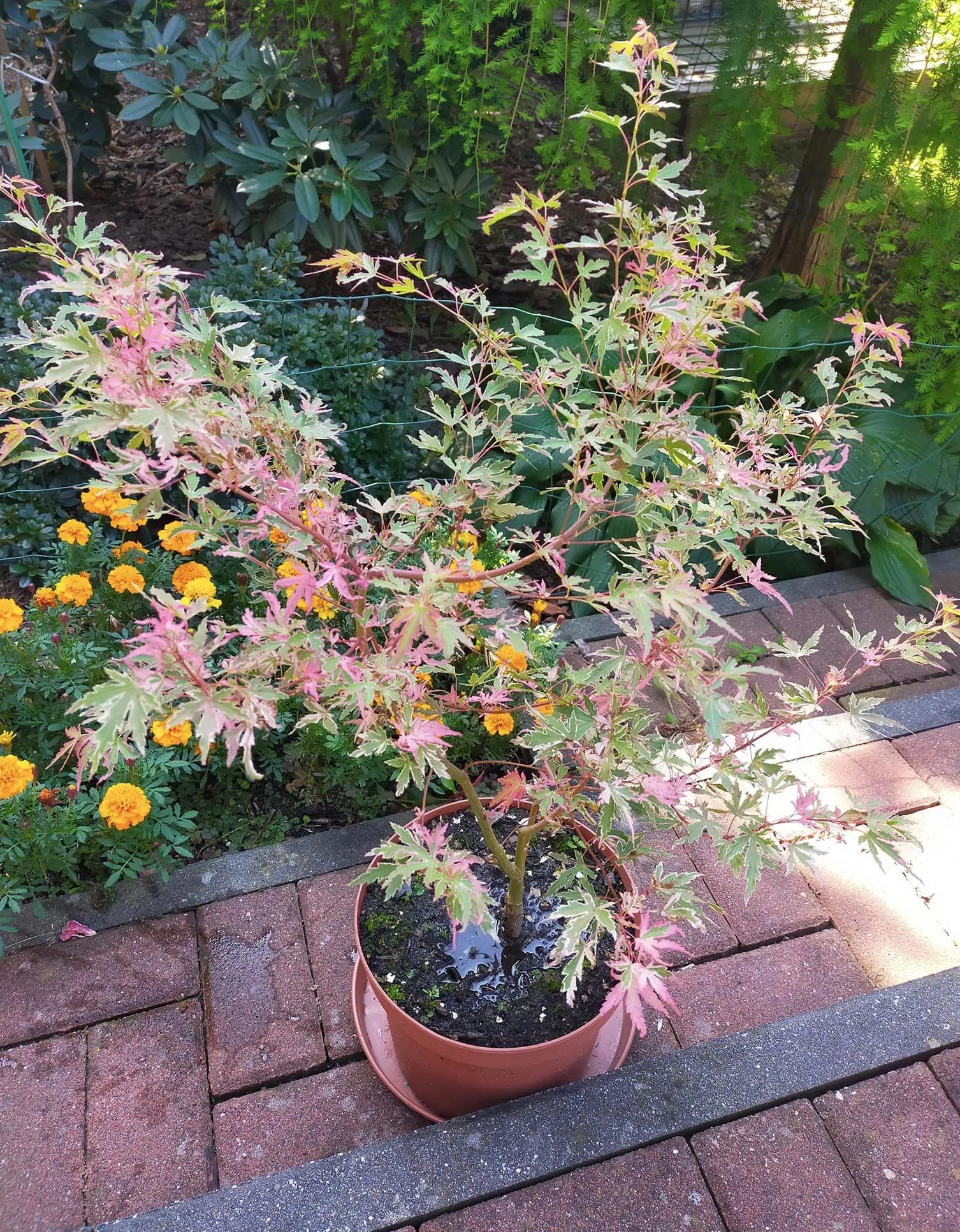 Taylor Japanese Maple For Sale Online | The Tree Center