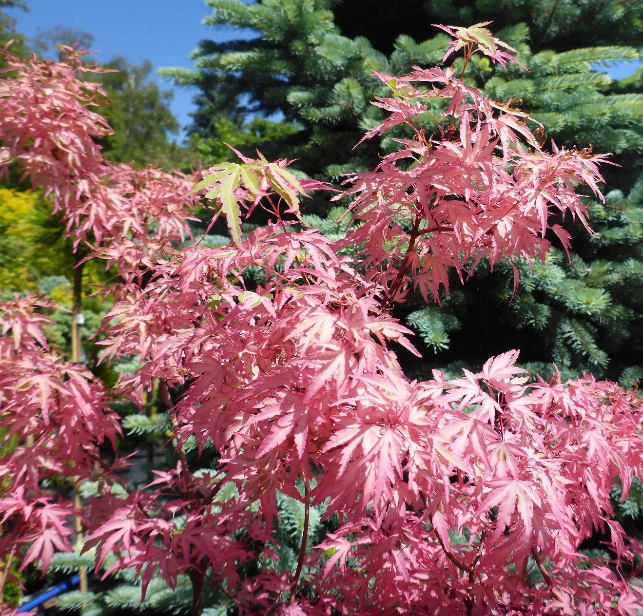 Taylor Japanese Maple For Sale Online | The Tree Center