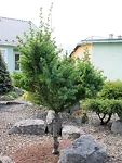 Blue Dwarf Japanese Larch For Sale Online | The Tree Center