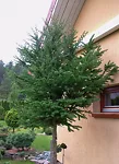 Blue Dwarf Japanese Larch For Sale Online | The Tree Center