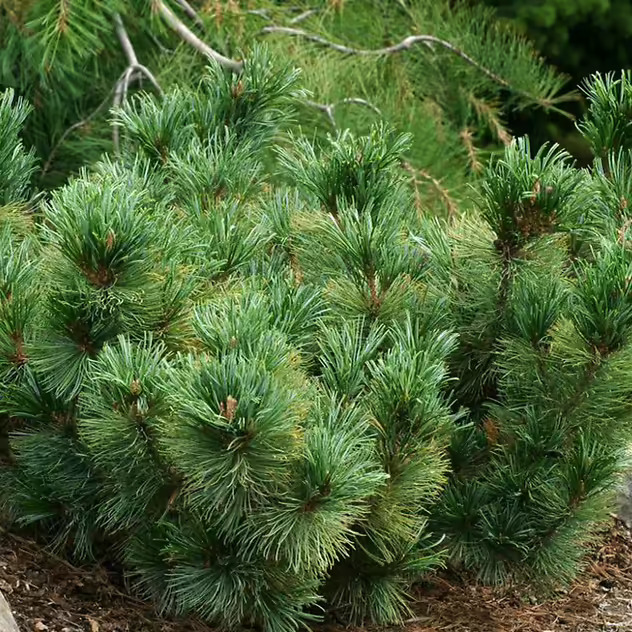 Blue Dwarf Japanese Larch For Sale Online | The Tree Center