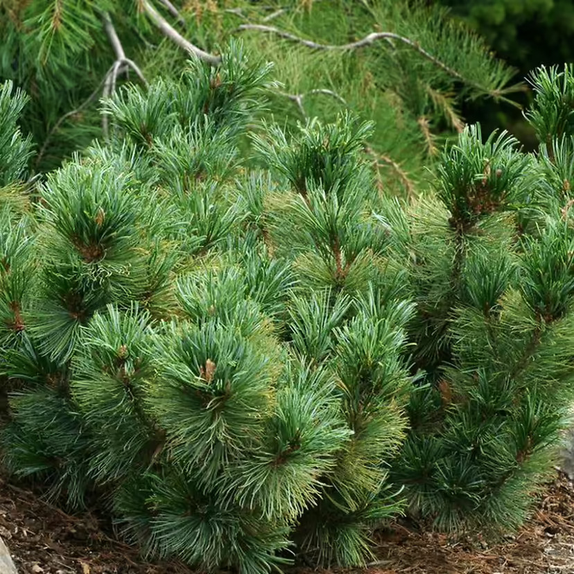 Blue Dwarf Japanese Larch For Sale Online | The Tree Center