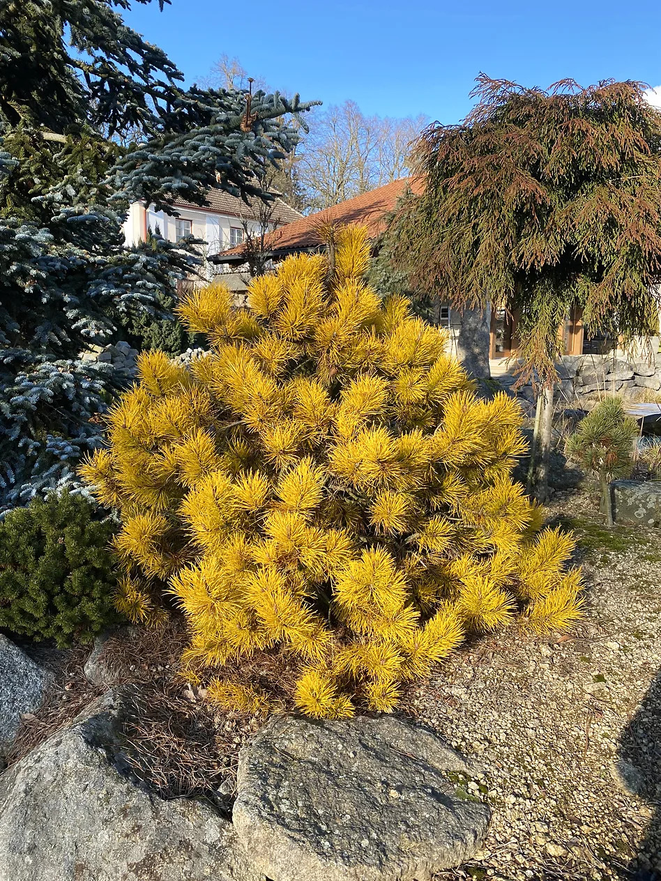 Pine Trees For Sale Online | The Tree Center