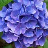 Cityline® Vienna Hydrangea For Sale Online | The Tree Center