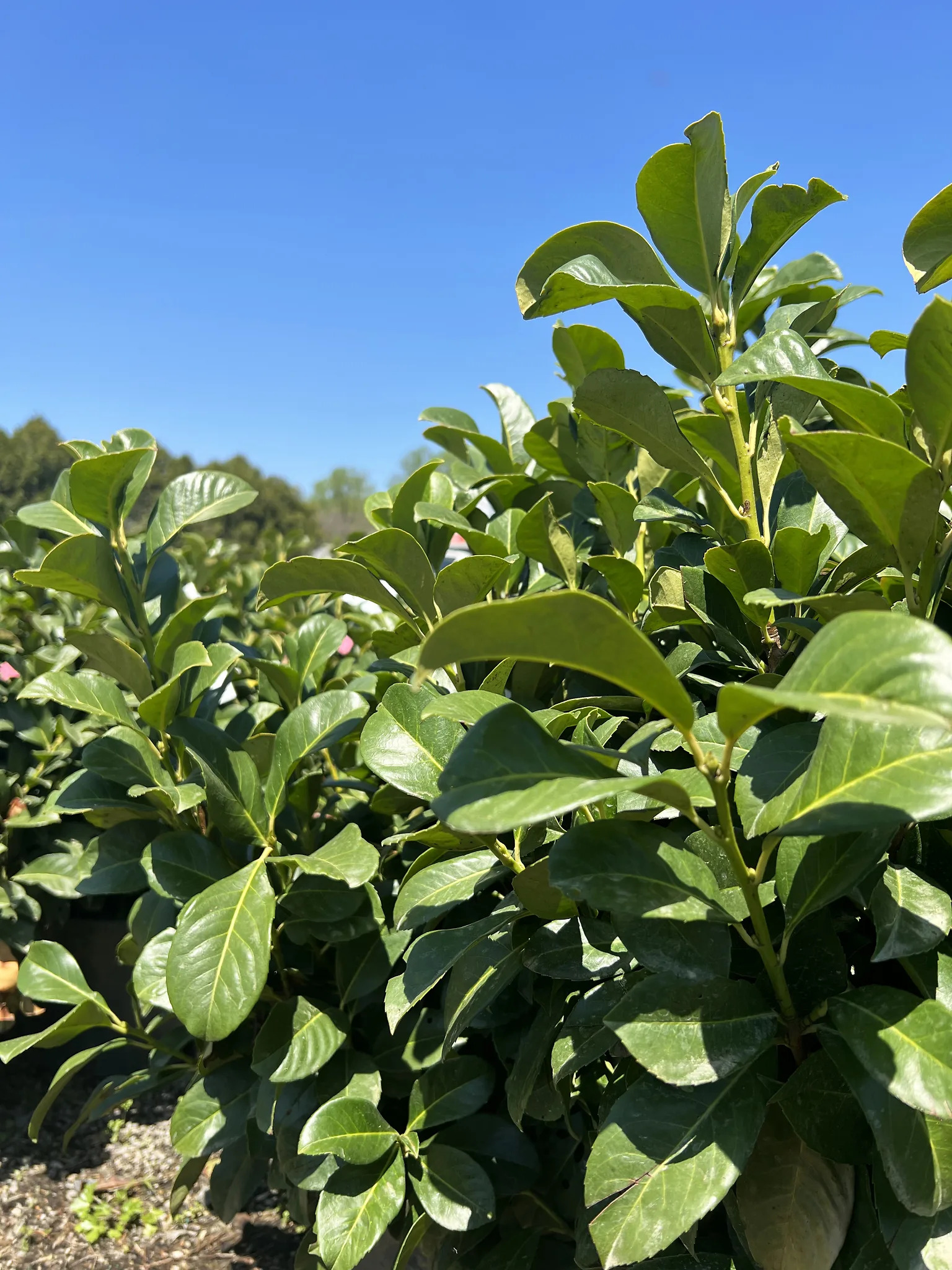 Willow Leaf Bay Laurel Trees For Sale | The Tree Center