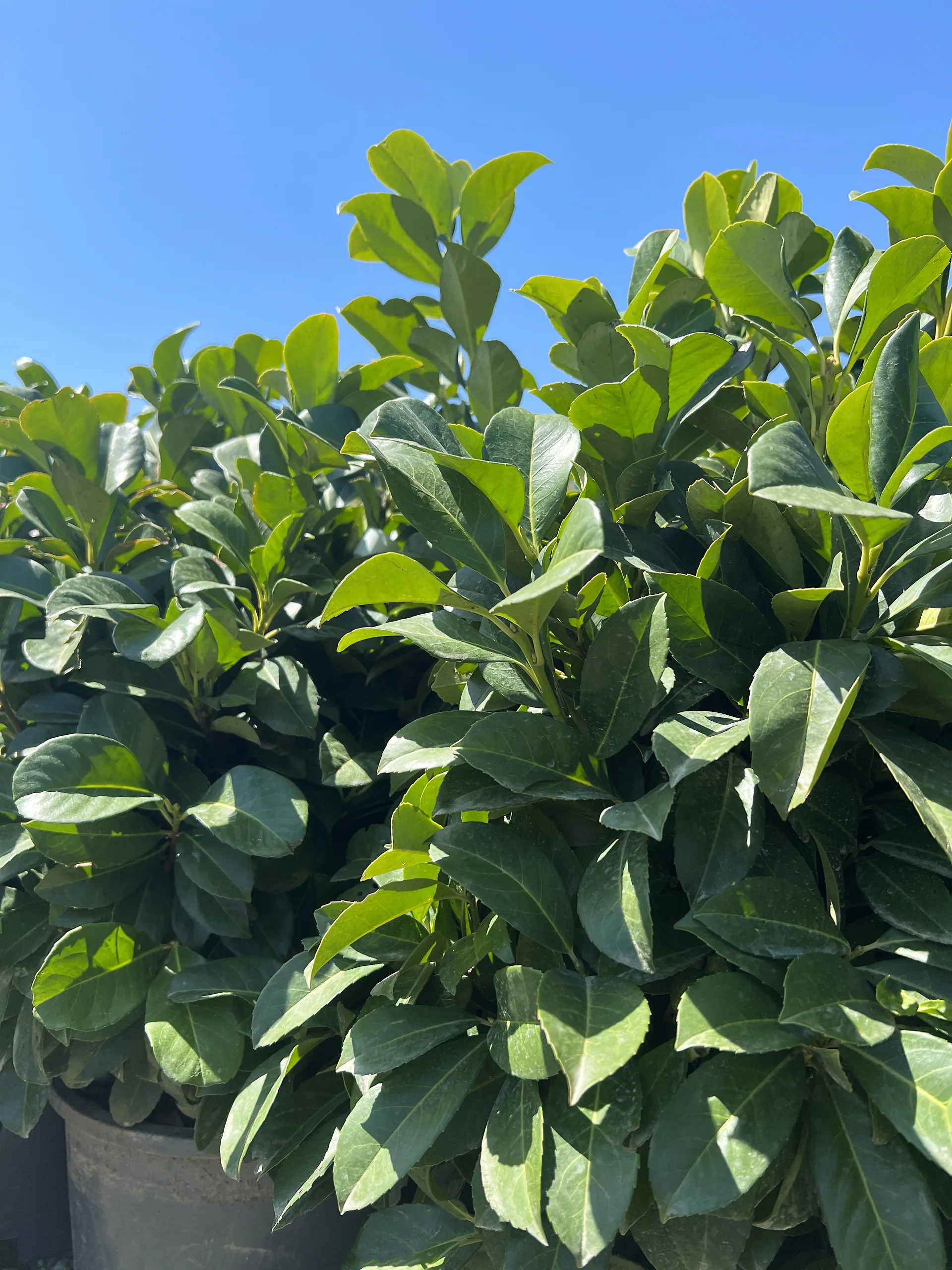 Etna English Laurel For Sale Online | The Tree Center