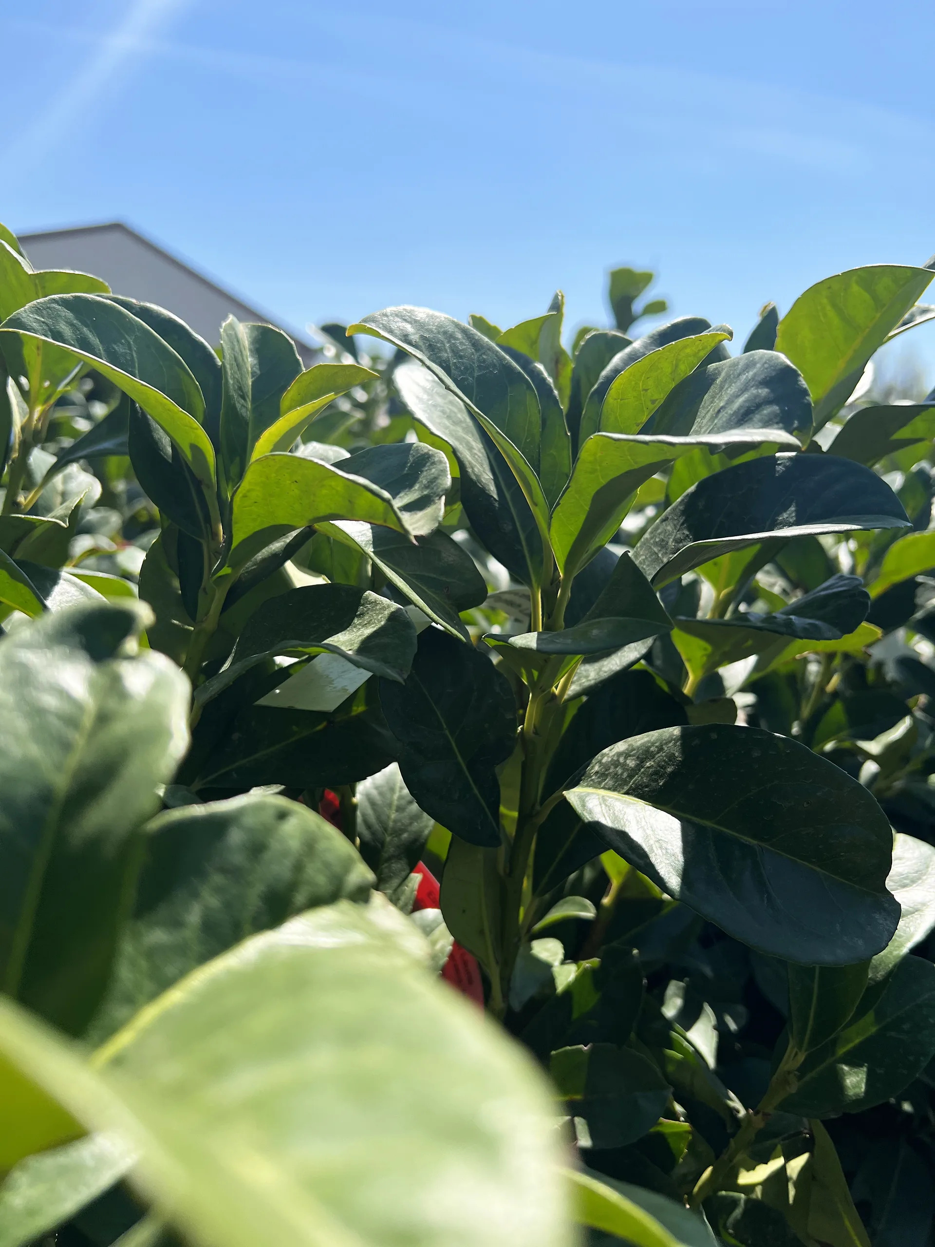 Etna English Laurel For Sale Online | The Tree Center