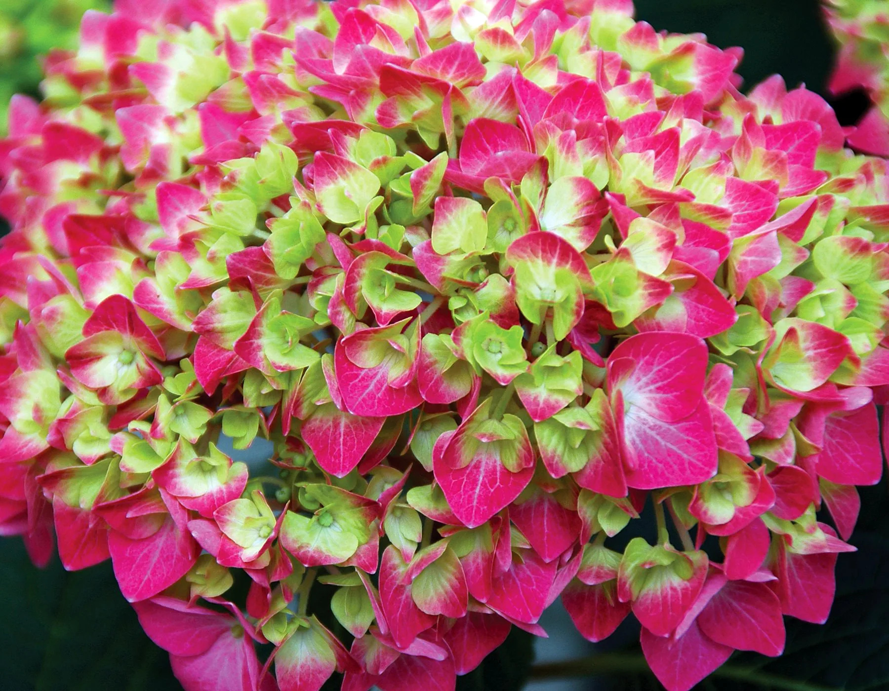 Lime Lovebird Hydrangea For Sale Online | The Tree Center