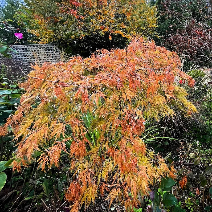Lemon Lime Lace Japanese Maple For Sale Online | The Tree Center