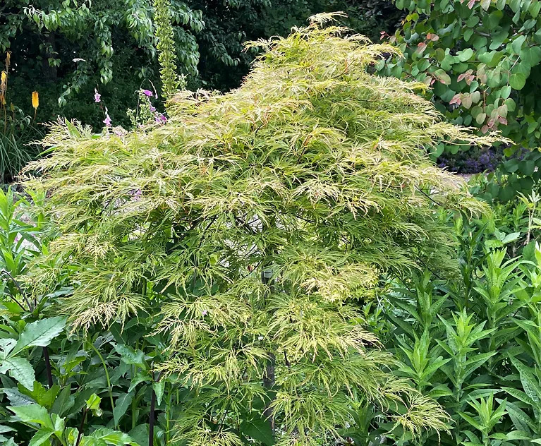 Lemon Lime Lace Japanese Maple For Sale Online | The Tree Center
