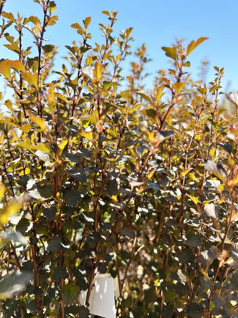 Ninebark Plants For Sale Online | The Tree Center