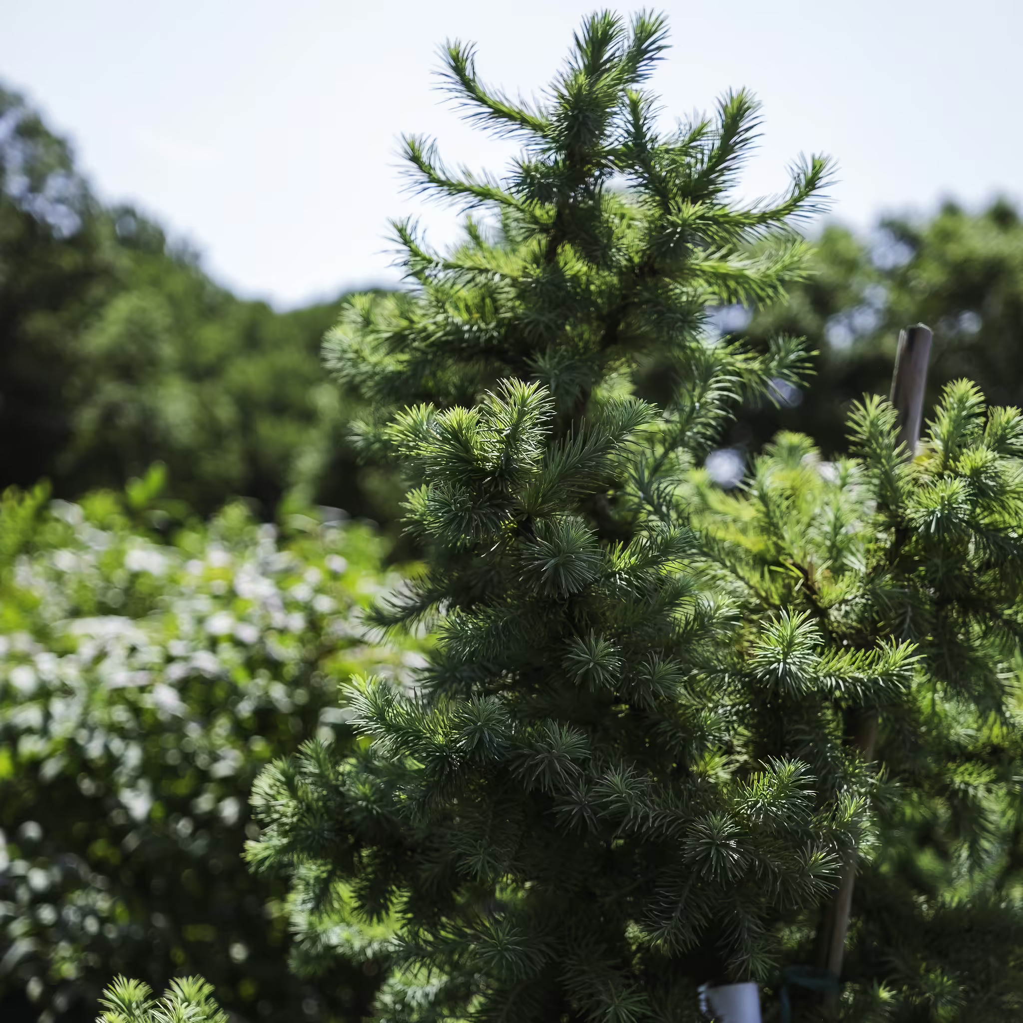 Blue Dwarf Japanese Larch For Sale Online | The Tree Center