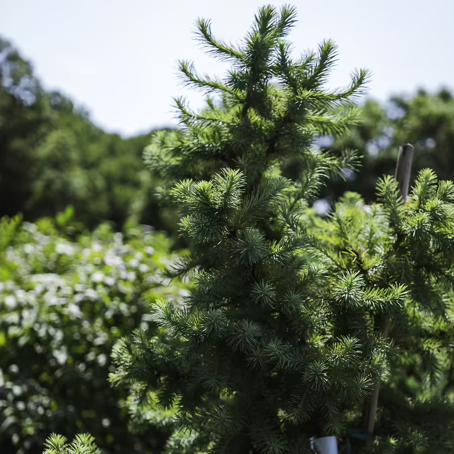 Blue Dwarf Japanese Larch For Sale Online | The Tree Center