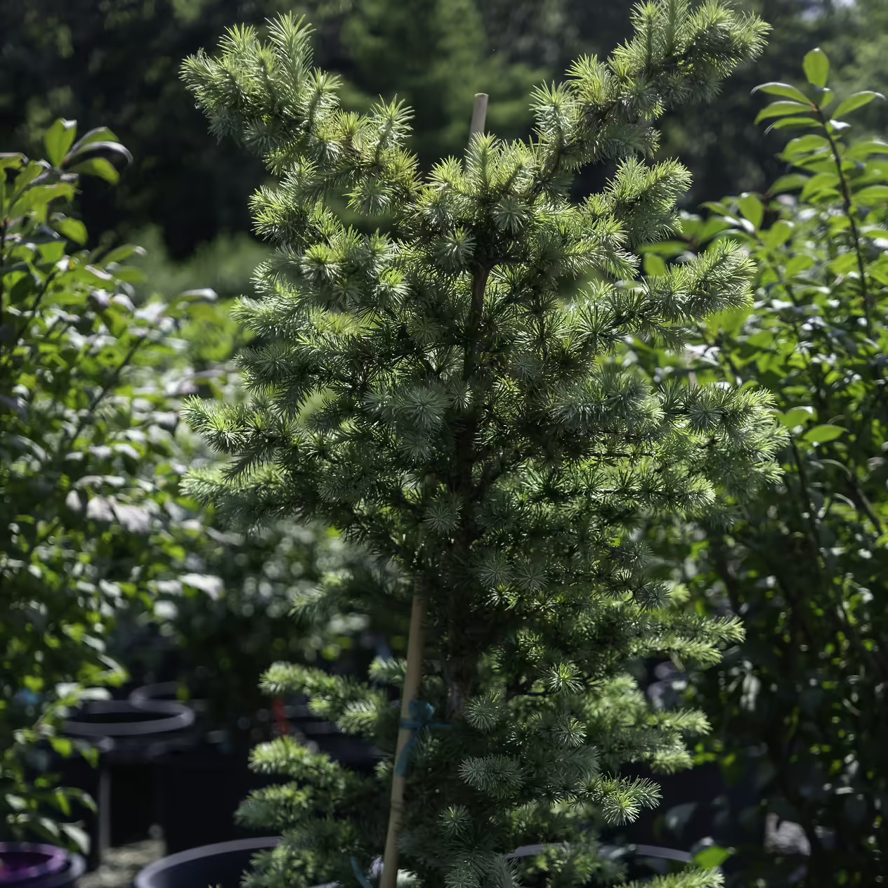 Blue Dwarf Japanese Larch For Sale Online | The Tree Center