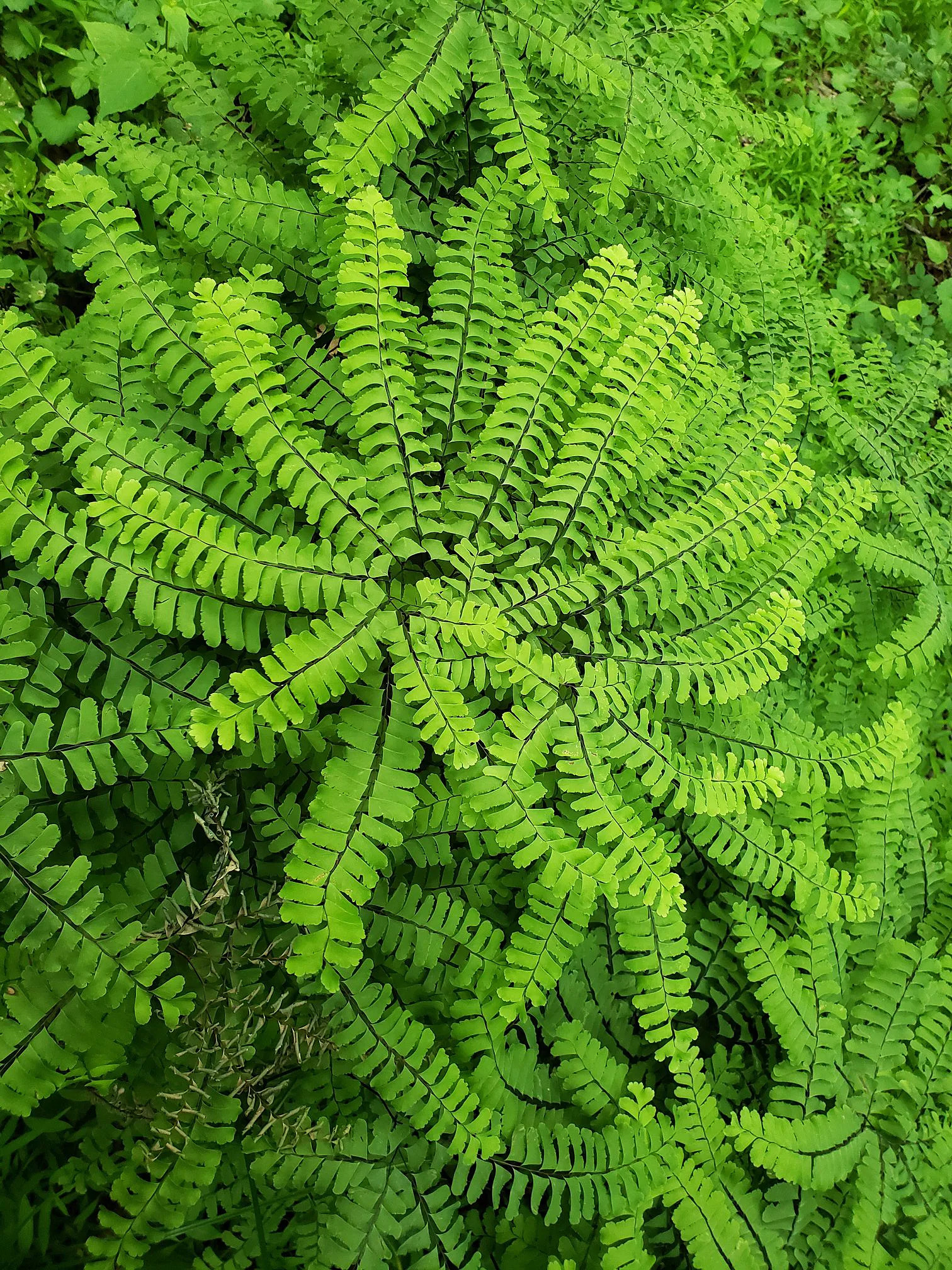 Northern Maidenhair Fern For Sale Online | The Tree Center