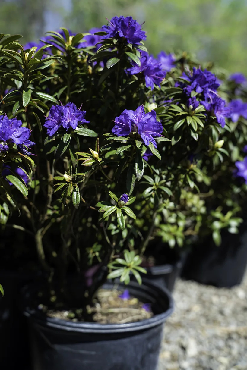 Blue Baron Rhododendron For Sale | The Tree Center